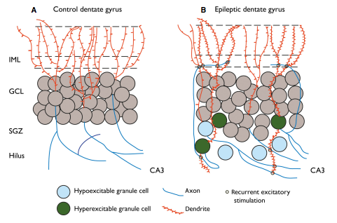 Dr. C.P. (Carlos) Fitzsimons - University of Amsterdam